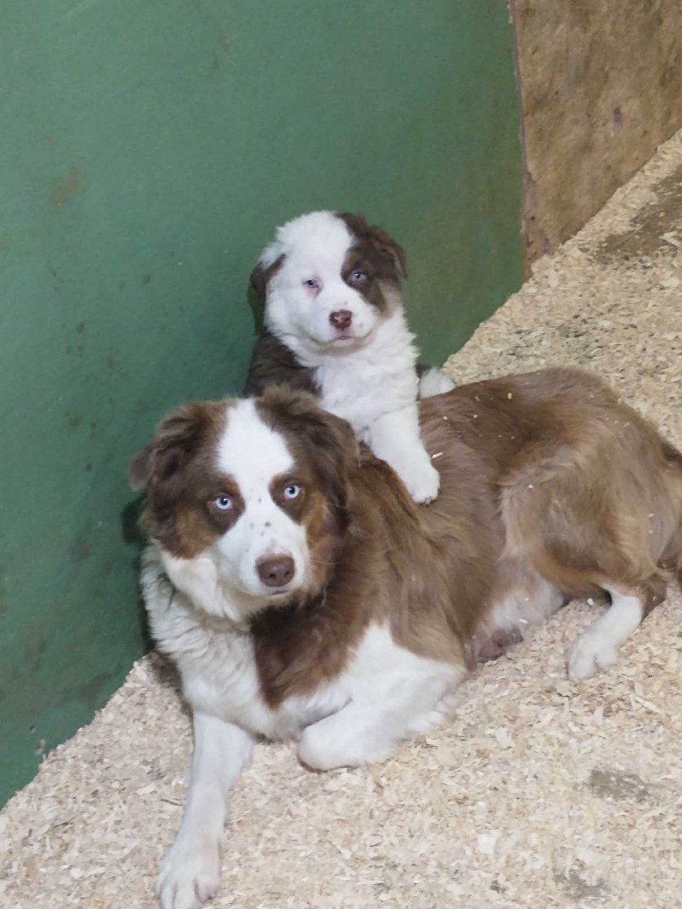 CHIOT BERGER AUSTRALIEN AUSTRALIEN CROISÉ BORDEUR COLLIE | Dogs ...