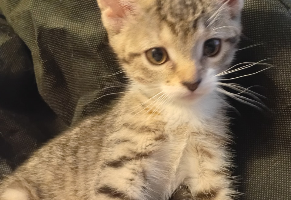 LOWERED PRICE!ABBYSINIAN MIX KITTENS.ONLY $50. | Cats & Kittens for ...
