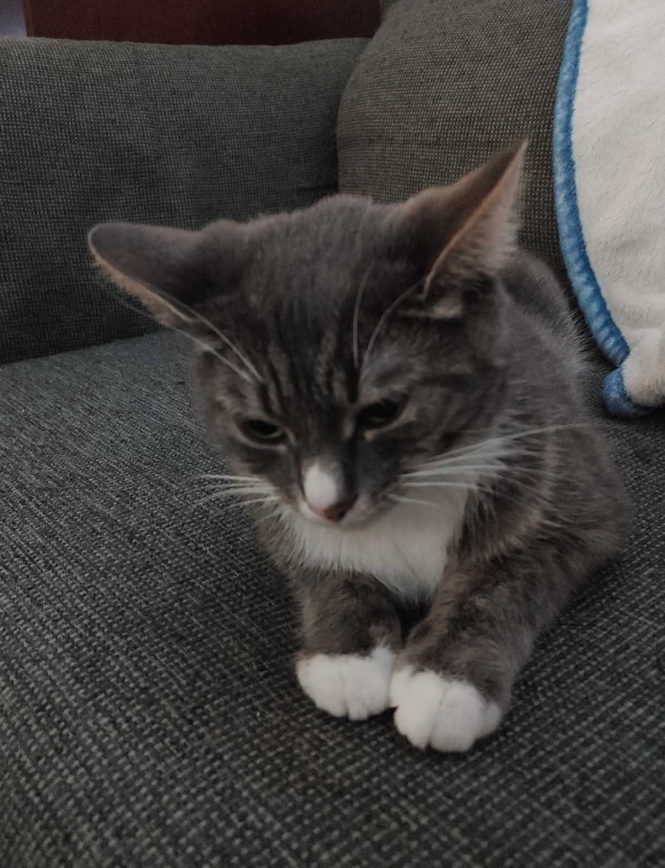 chaton femelle de 4-5 mois | Cats & Kittens for Rehoming | City of ...