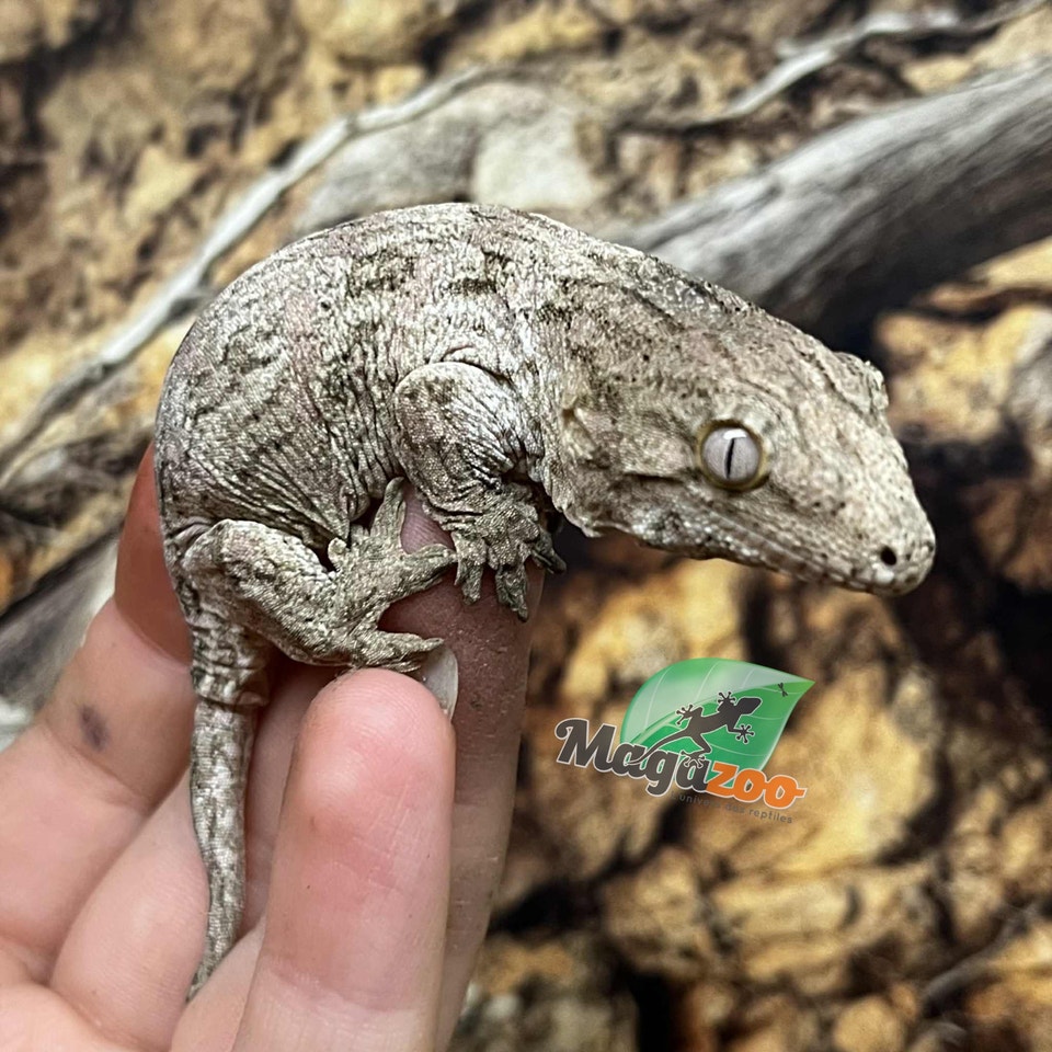 Gecko Leachianus | Reptiles & Amphibians for Rehoming | City of ...