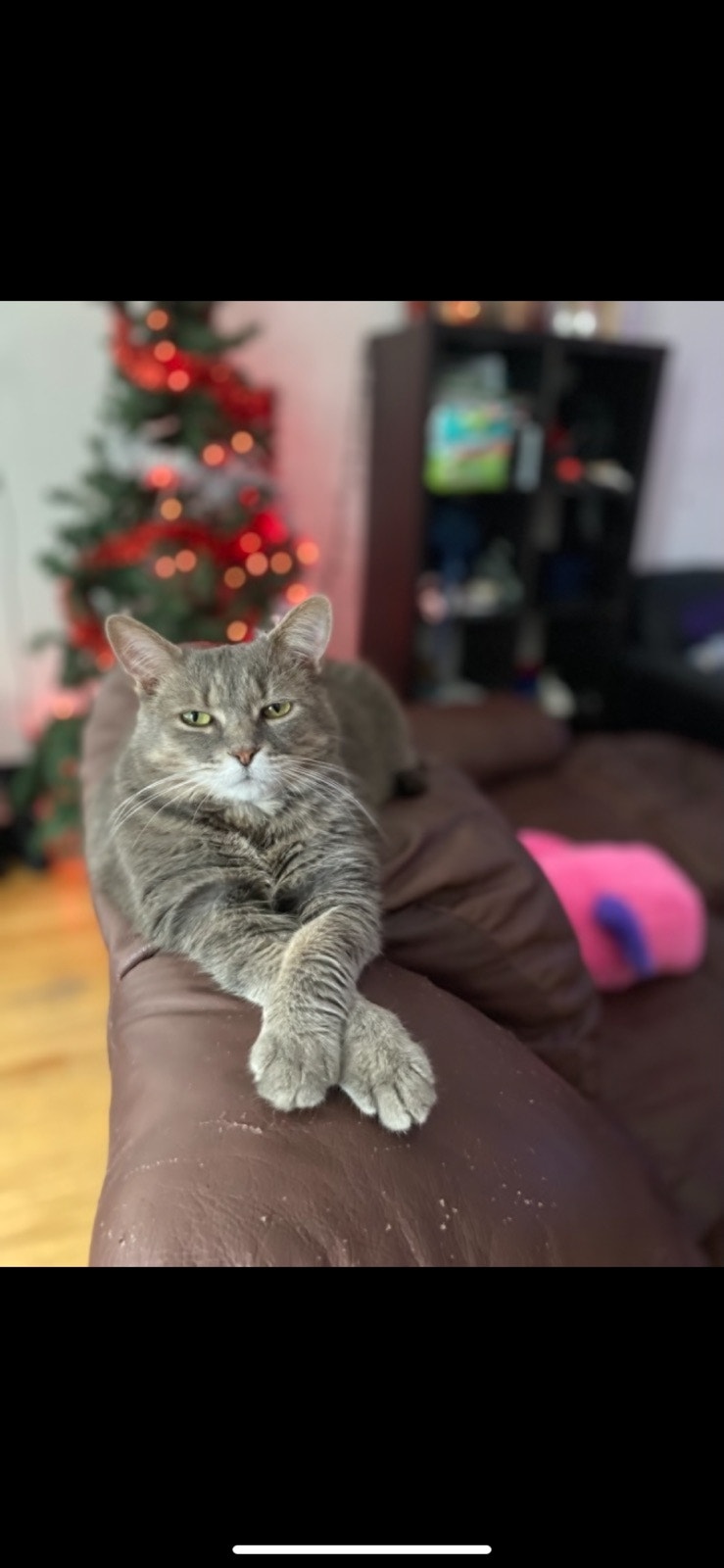 loveable cat for adoption | Cats & Kittens for Rehoming | City of ...