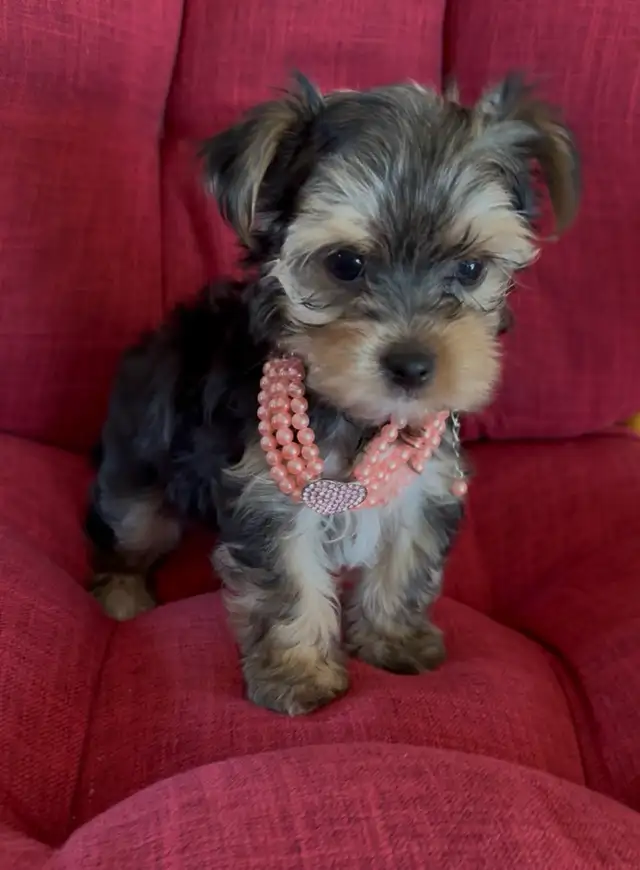 Adorable fille Morkie Biewer ( Bichon/ Yorkshire Biewer ) chiot | Dogs ...