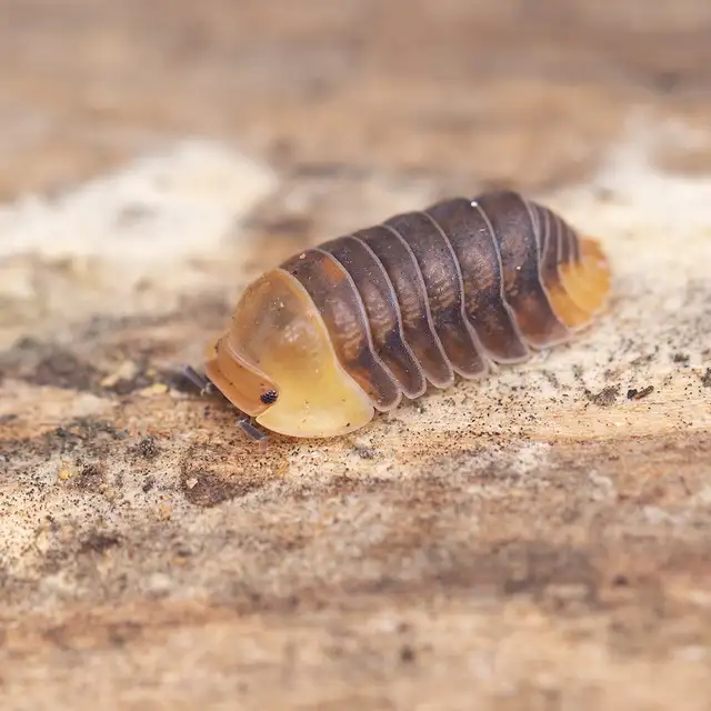 ISOPODS - Pre-order and pick up at May 31 Reptile Expo | Reptiles ...