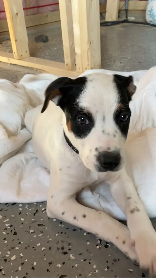 Chiots Boxer Rottweiller merle | Dogs & Puppies for Rehoming | Laval ...