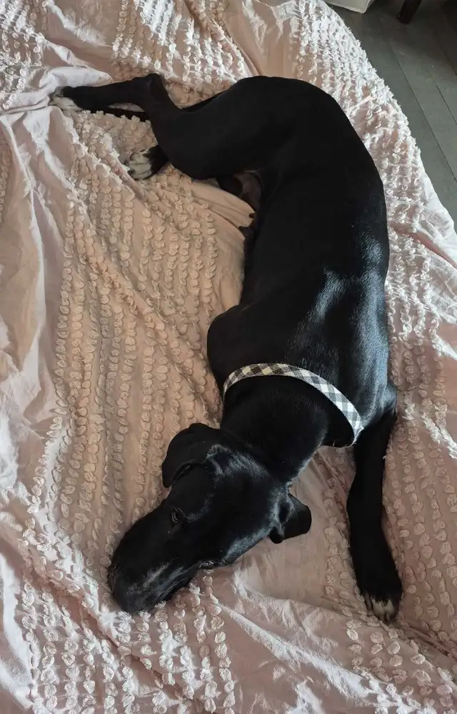 Great Dane/Cane Corso Puppies ready to go home the holidays!!! | Dogs ...