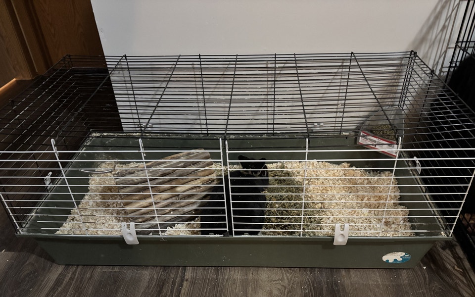 Netherland Drawf Rabbit and Cage | Small Animals for Rehoming ...