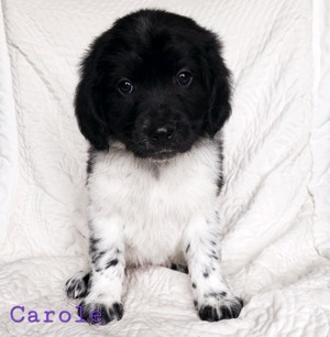 Puppies | Adopt Dogs & Puppies Locally in Alberta | Kijiji Classifieds ...