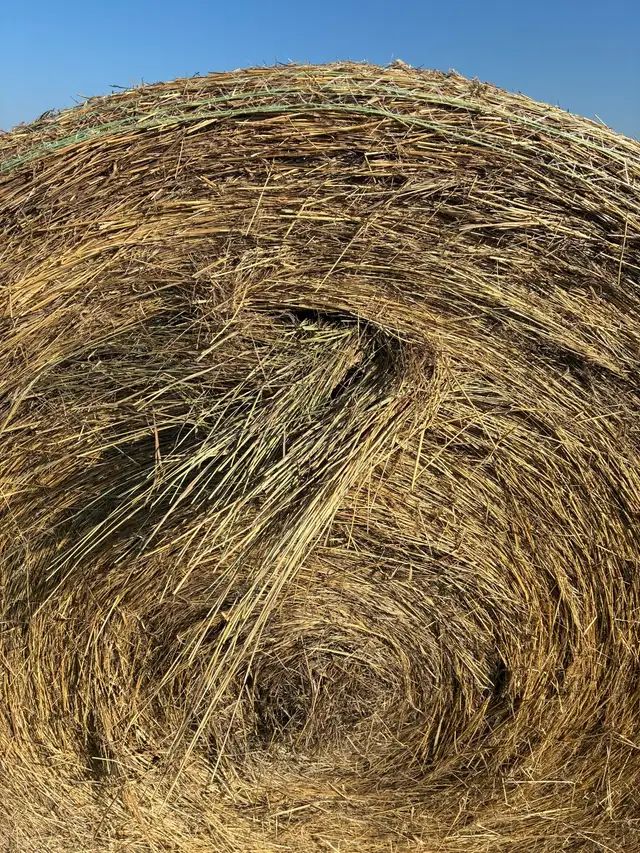 hay and straw | Livestock | St. Albert | Free local classifieds - Kijiji