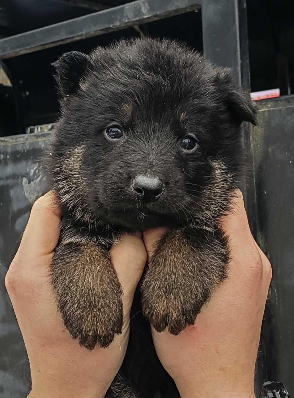 German shepherd puppies!!! | Horses & Ponies for Rehoming | Nelson ...