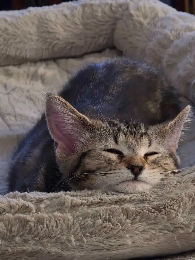 1st Vaccine, Litter Trained 2 Rescue Kittens Needing Homes | Cats ...