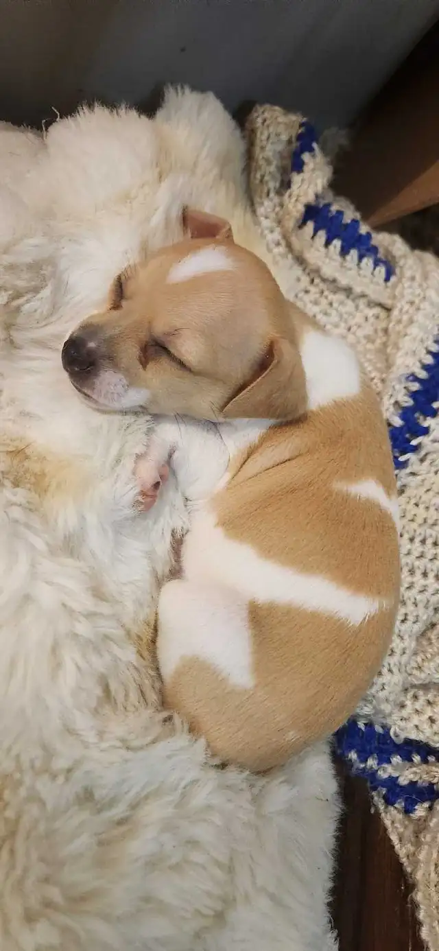 Look like miniature whippits. Chi/mix | Dogs & Puppies for Rehoming ...