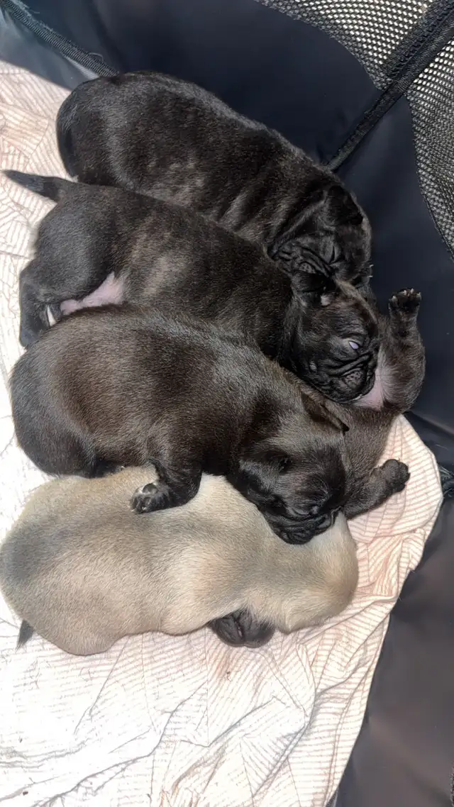 chiot frug/ french pug/french bulldogX carlin | Dogs & Puppies for ...