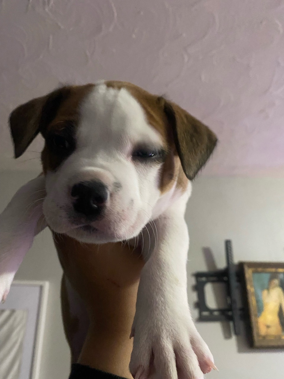 American bulldog | Dogs & Puppies for Rehoming | City of Toronto | Free ...