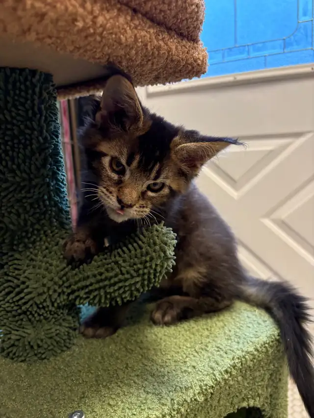 Maine Coon Kittens 3 male tabby available 12 weeks | Cats & Kittens for ...