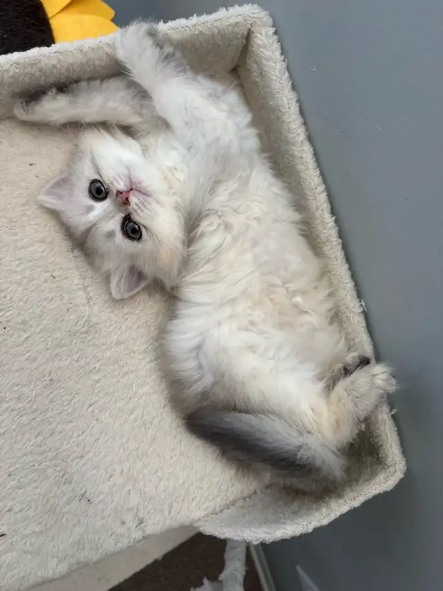 3 cute kittens for rehoming | Cats & Kittens for Rehoming | Bedford ...