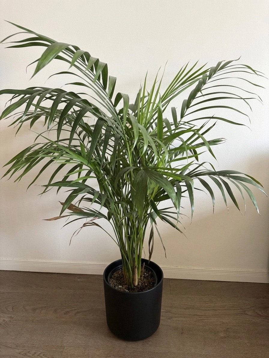 Parlour Palm Plant | Plants, Fertilizer & Soil | Kingston | Free local ...