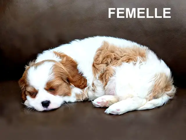 CAVALIER KING CHARLES - FEMELLE - Chiot | Dogs & Puppies for Rehoming ...