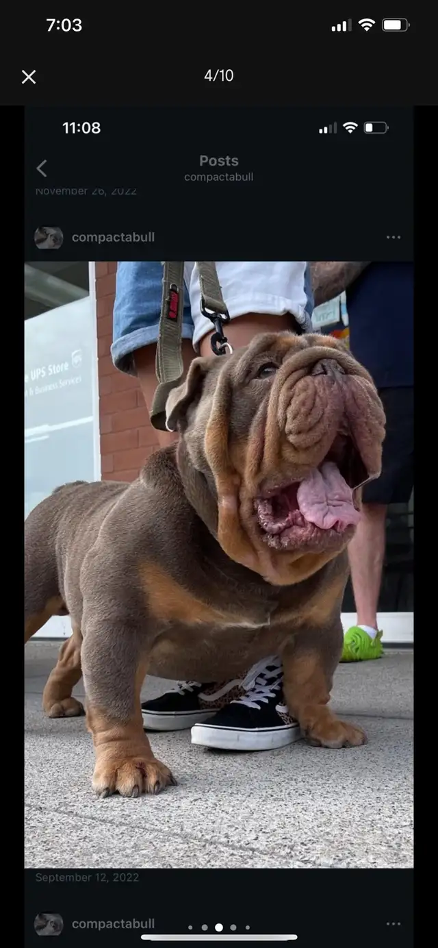 english bulldog pups rare color wrinkly cuddle bugs | Dogs & Puppies ...