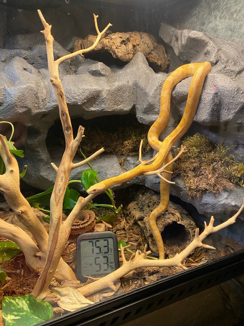 Sundust Corn snake + bioactive setup | Reptiles & Amphibians for ...