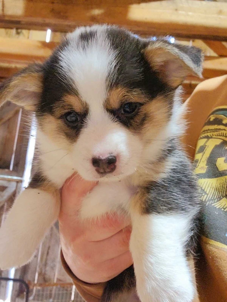 Chiots corgis | Dogs & Puppies for Rehoming | Victoriaville | Free ...