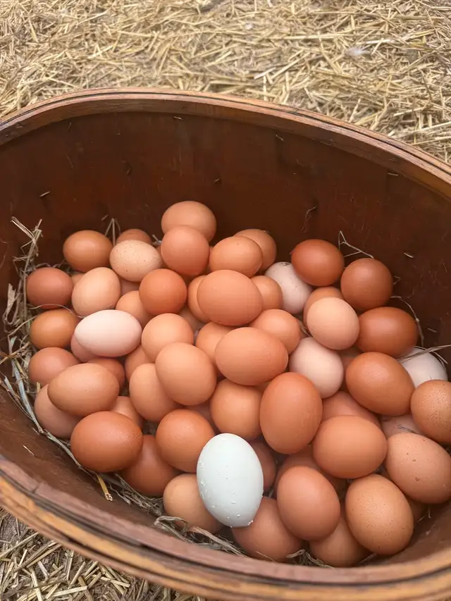 Ready To Lay Backyard Chicken Hens | Livestock | Oakville / Halton ...