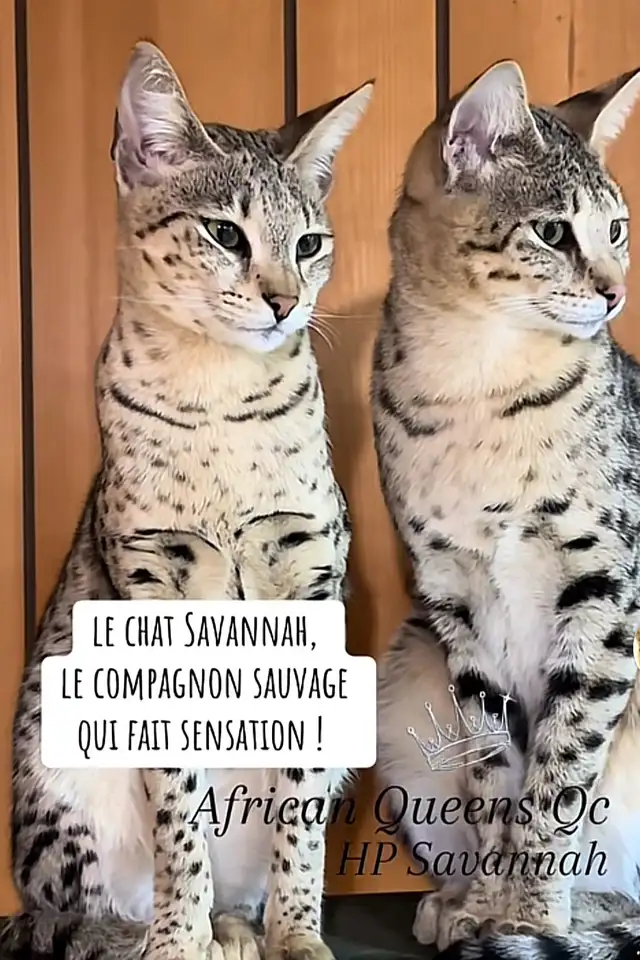 Savannah F2HP WOW (liste d’attente)naissance février 2026 | Cats ...