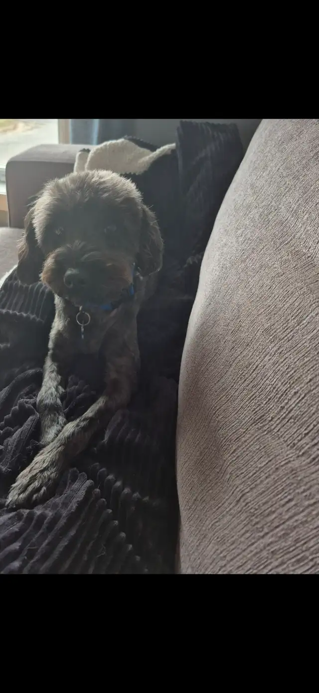 3 year old male schnoodle | Dogs & Puppies for Rehoming | Ottawa | Free ...