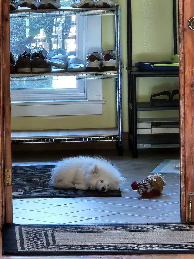 4 months old Pomeranian Mix puppy! | Dogs & Puppies for Rehoming | City ...