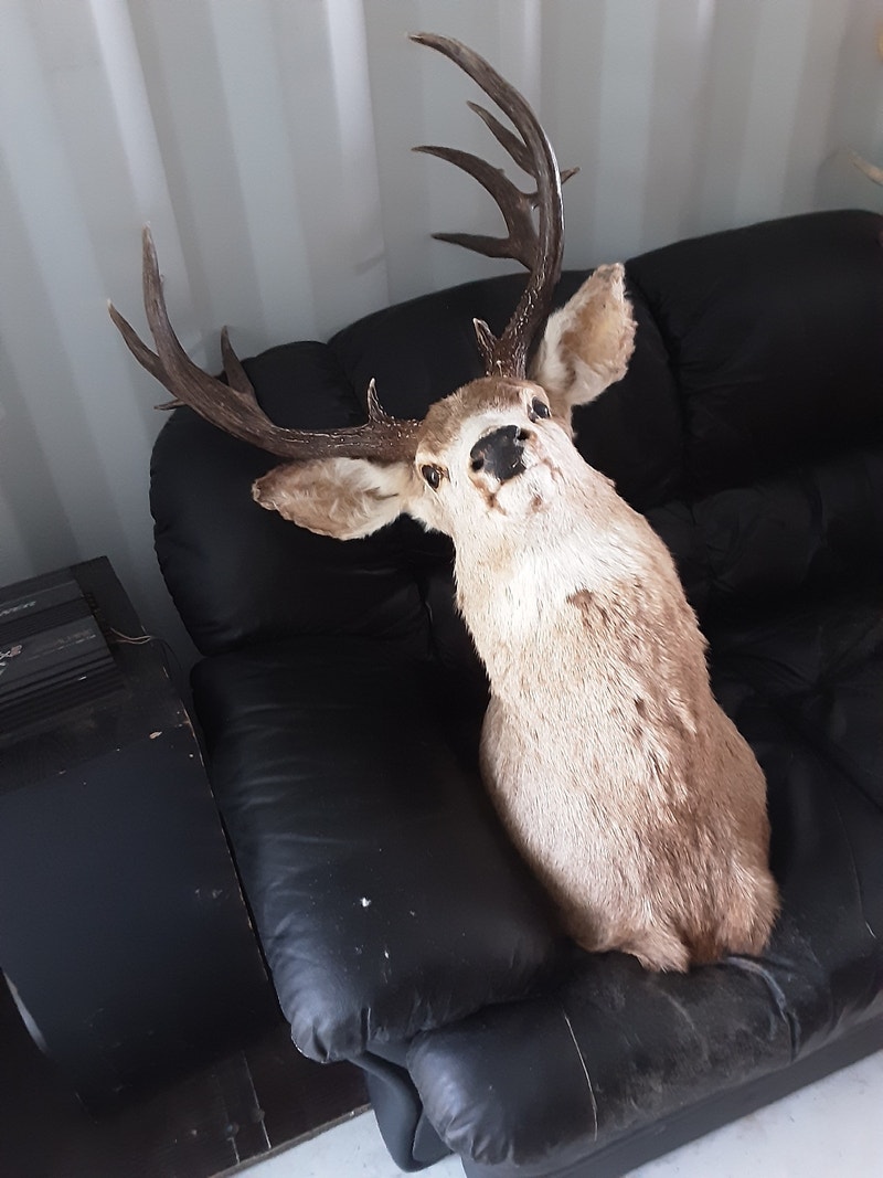 Stuffed Dear Head | Arts & Collectibles | Fredericton | Kijiji