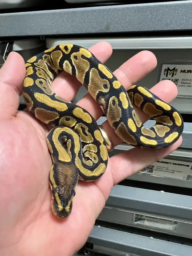 BOGO Ball Python Sale! | Reptiles & Amphibians for Rehoming ...