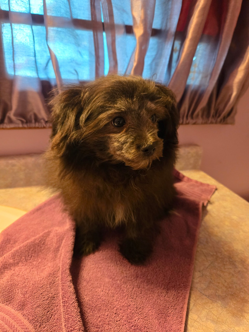 POMERANIAN PUPPIES | Dogs & Puppies for Rehoming | Owen Sound | Free ...