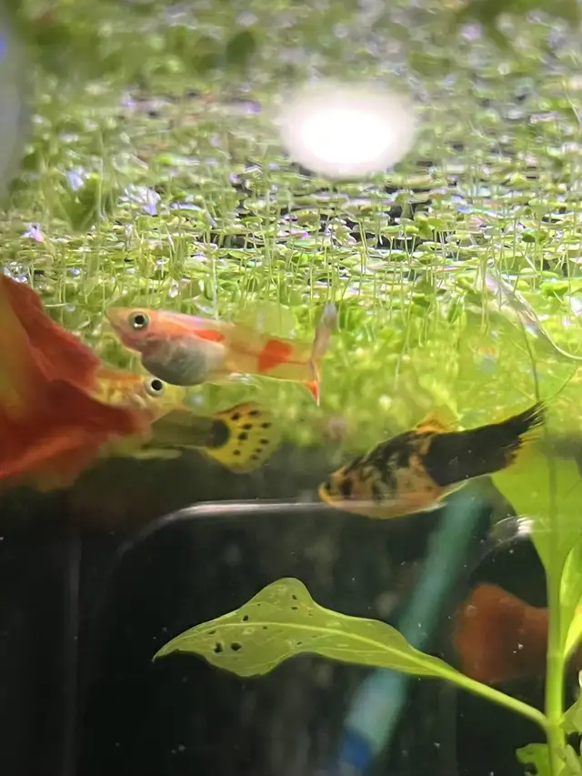 Colorful Guppies & Platy – Homebred & Healthy! | Fish for Rehoming ...