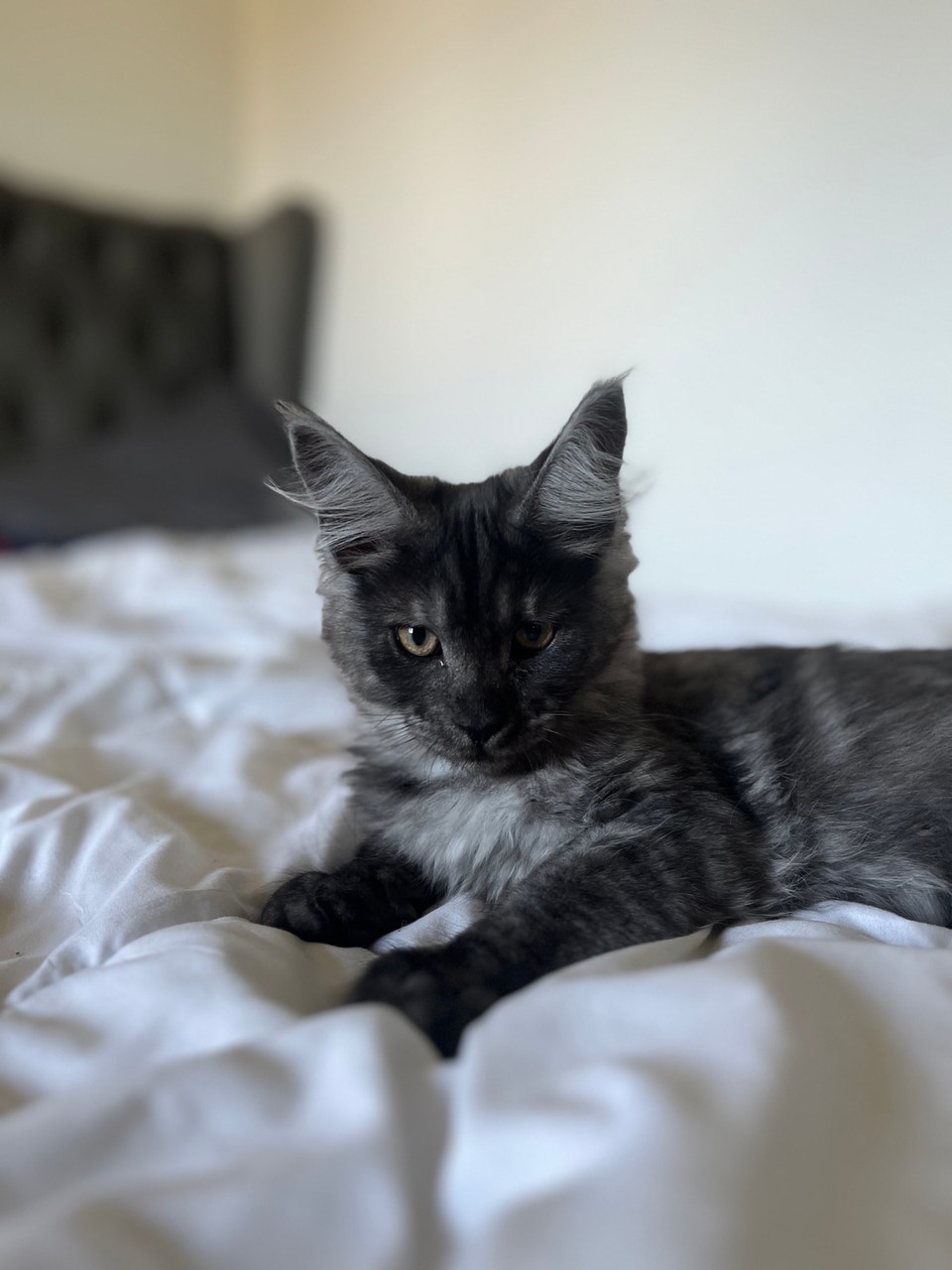 Chatons Mainecoon | Cats & Kittens for Rehoming | Trois-Rivières | Free ...
