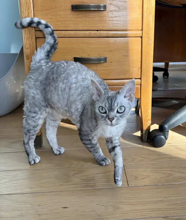 Very rare green eyed Silver Devon Rex female! | Cats & Kittens for ...