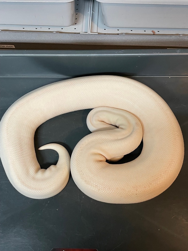 Ball Pythons and Rack | Reptiles & Amphibians for Rehoming | Chatham ...