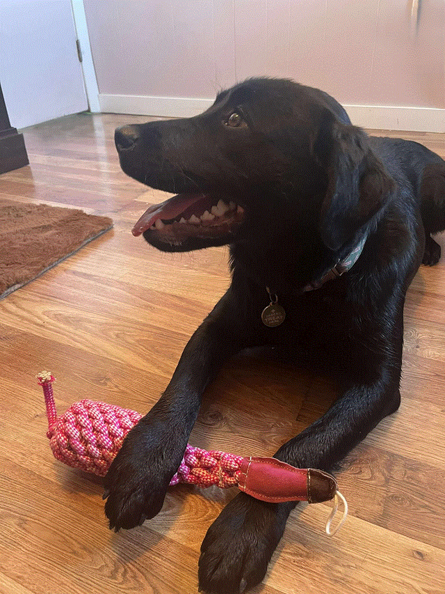 Black Lab | Dogs & Puppies for Rehoming | Edmonton | Free local ...