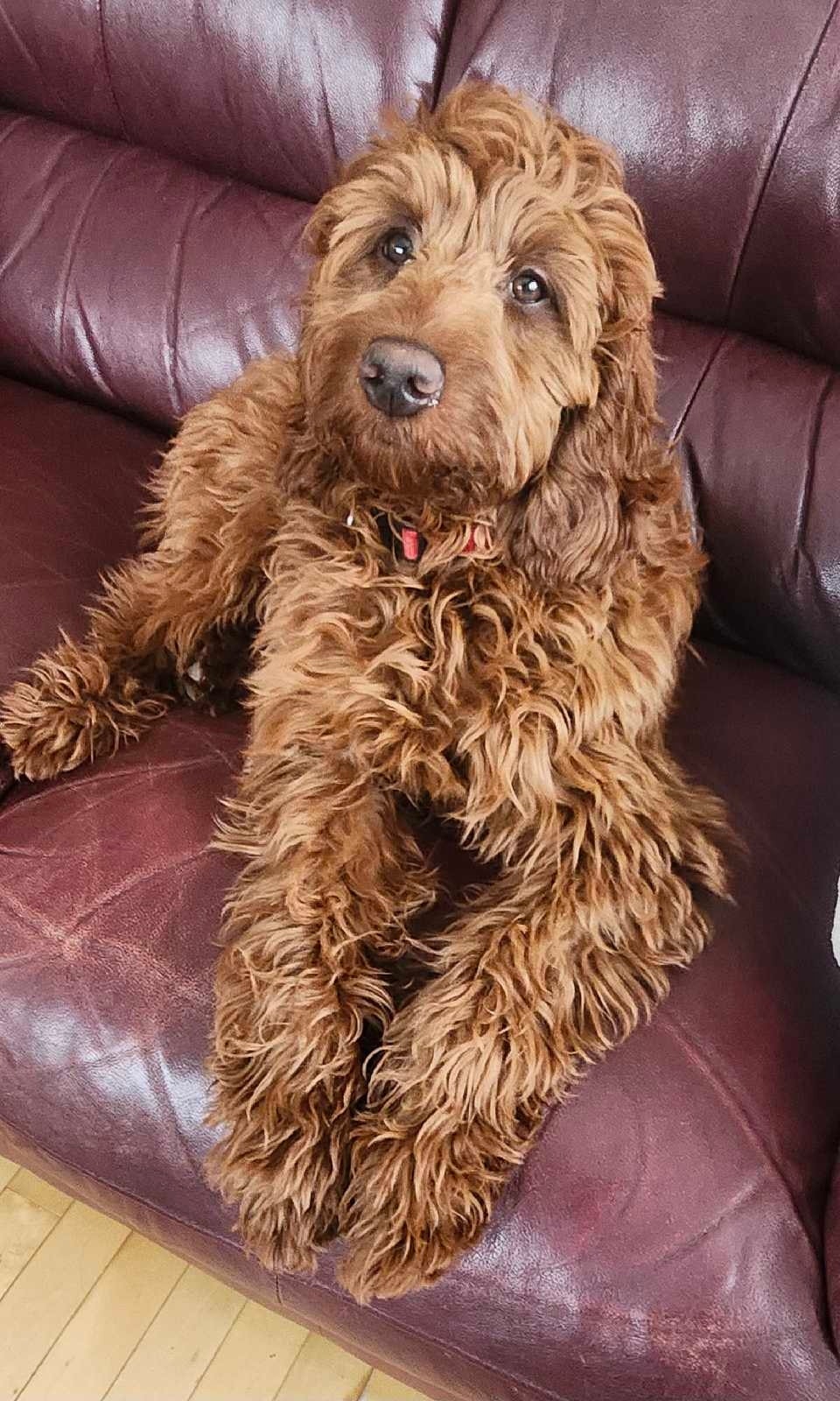 We are expecting Mini Irishdoodles | Dogs & Puppies for Rehoming ...