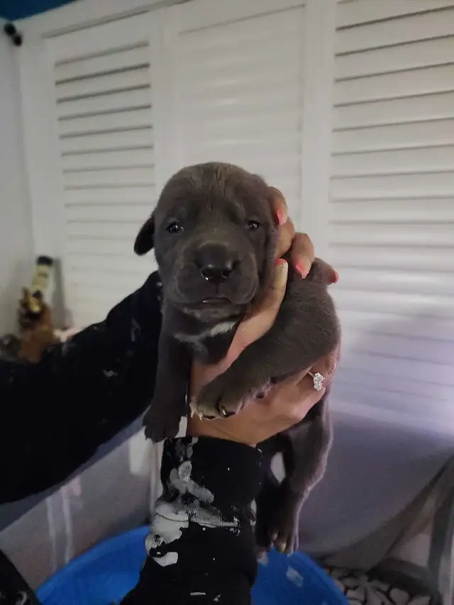 dog for sale | Dogs & Puppies for Rehoming | City of Toronto | Free ...