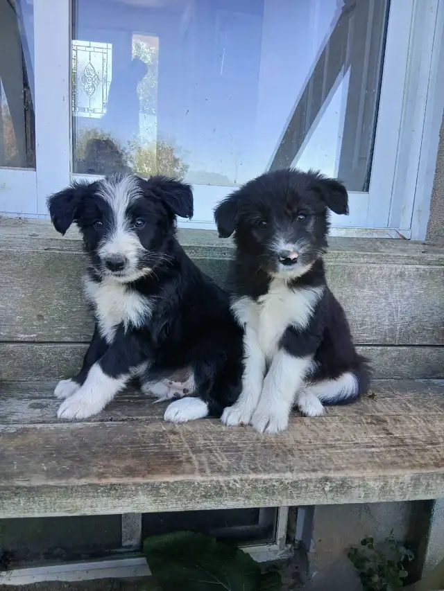 Border collie/Labradoodle mix | Dogs & Puppies for Rehoming | Brantford ...