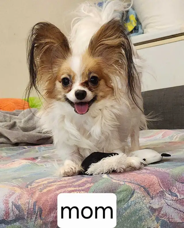 papillon puppies | Dogs & Puppies for Rehoming | Mississauga / Peel ...