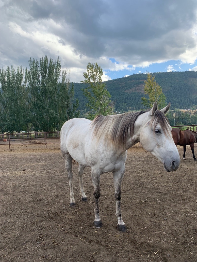 9yo Appendix Mare **URGENT** | Horses & Ponies for Rehoming | Vernon ...