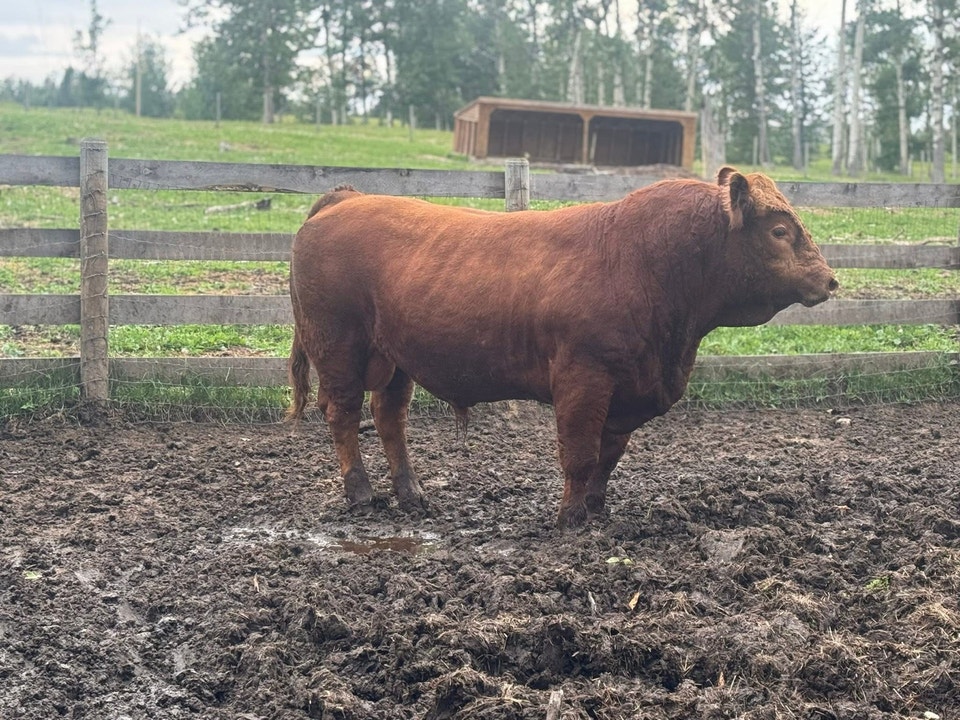 heifer safe 2yr old homo polled Simmental bull | Livestock | Red Deer ...