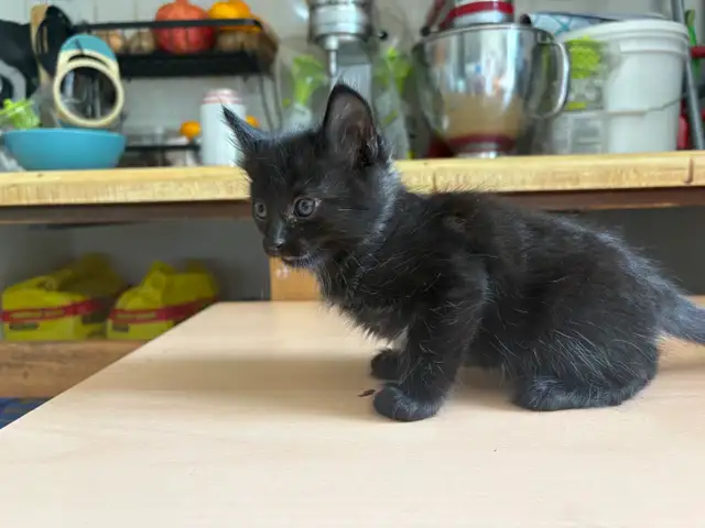 Tuxedo Kittens | Cats & Kittens for Rehoming | St. Albert | Free local ...
