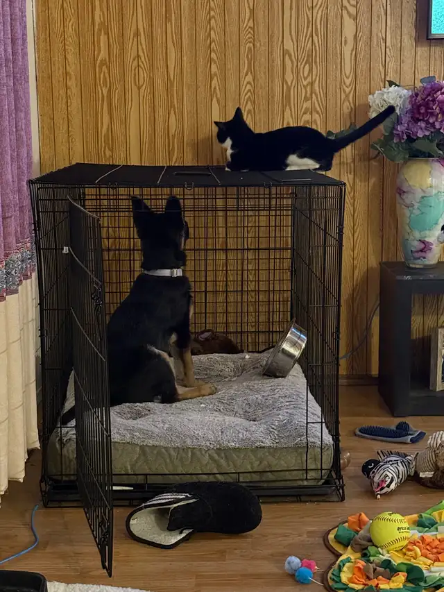 13 Week German Shepard Loving Female | Dogs & Puppies for Rehoming ...