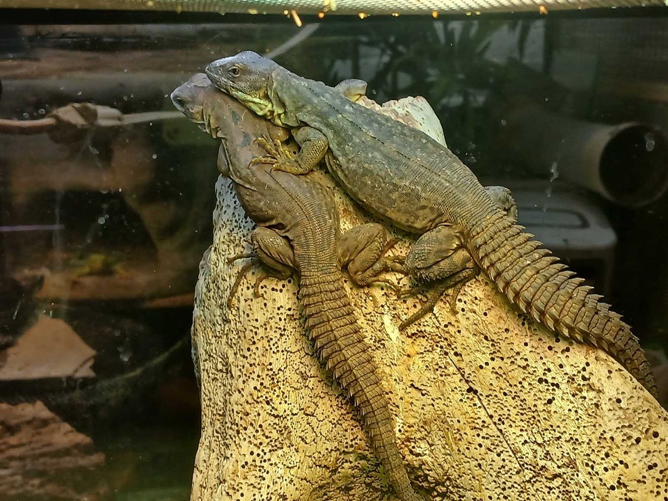 clubtail iguanas | Reptiles & Amphibians for Rehoming | City of Toronto ...