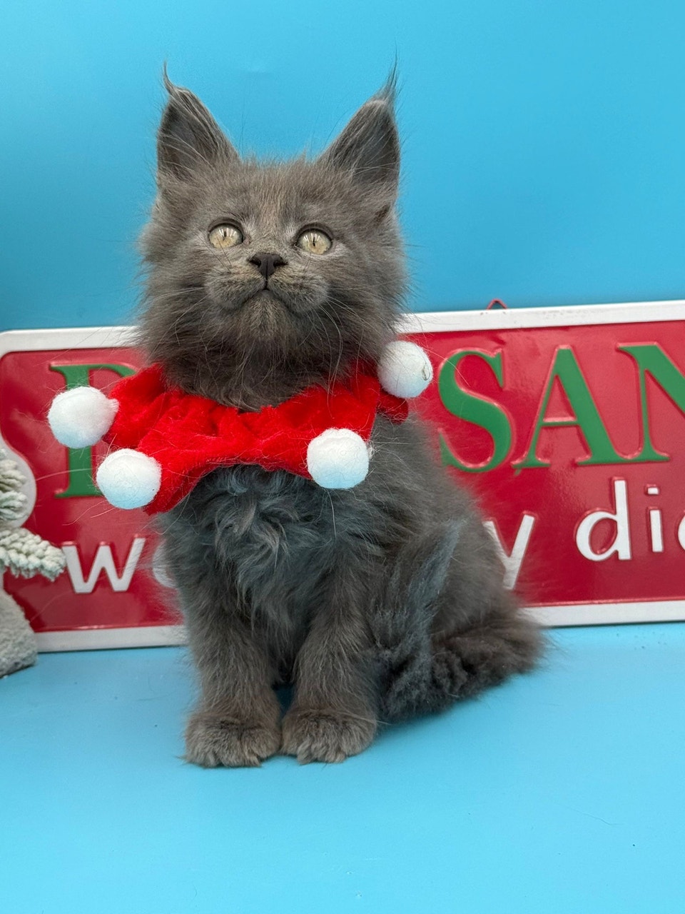 Maine Coon purebred kittens | Cats & Kittens for Rehoming | Markham ...