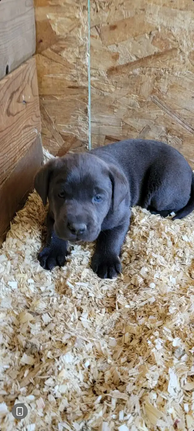 charcoal lab pups ready to go | Dogs & Puppies for Rehoming ...