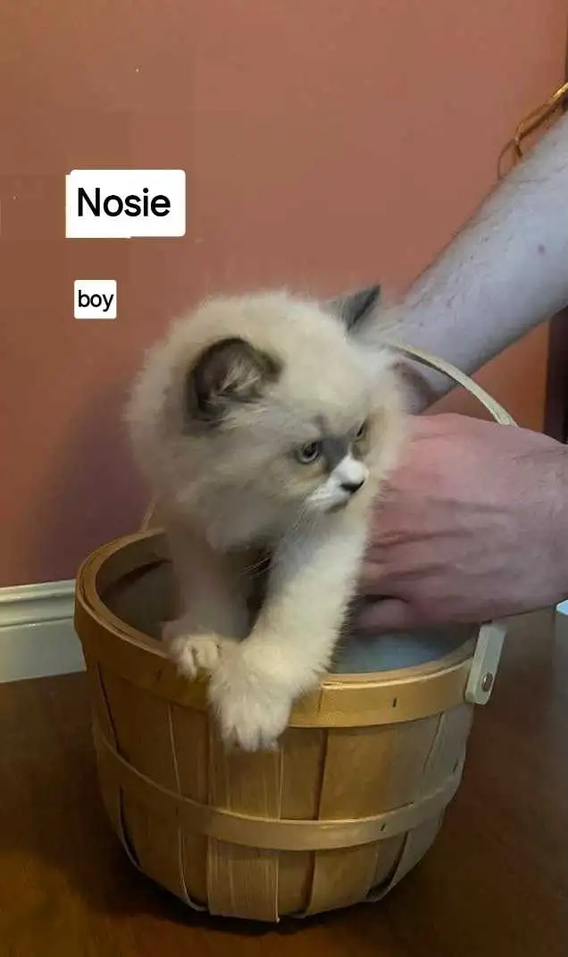Himalayan Persian silver point kittens | Cats & Kittens for Rehoming ...