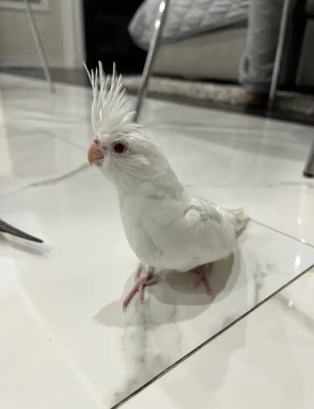 Hand-Raised Cockatiels Seeking Loving Homes! | Birds for Rehoming ...