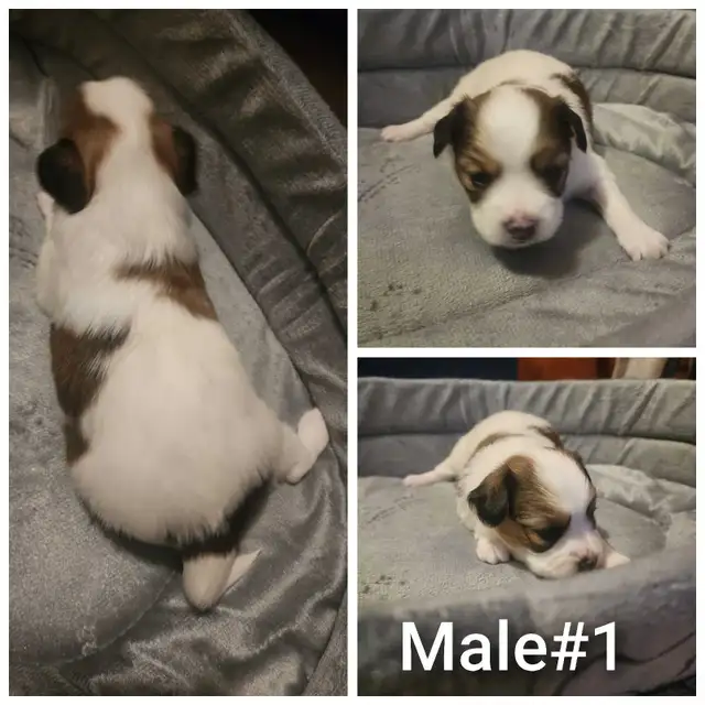 papillon puppies | Dogs & Puppies for Rehoming | Mississauga / Peel ...